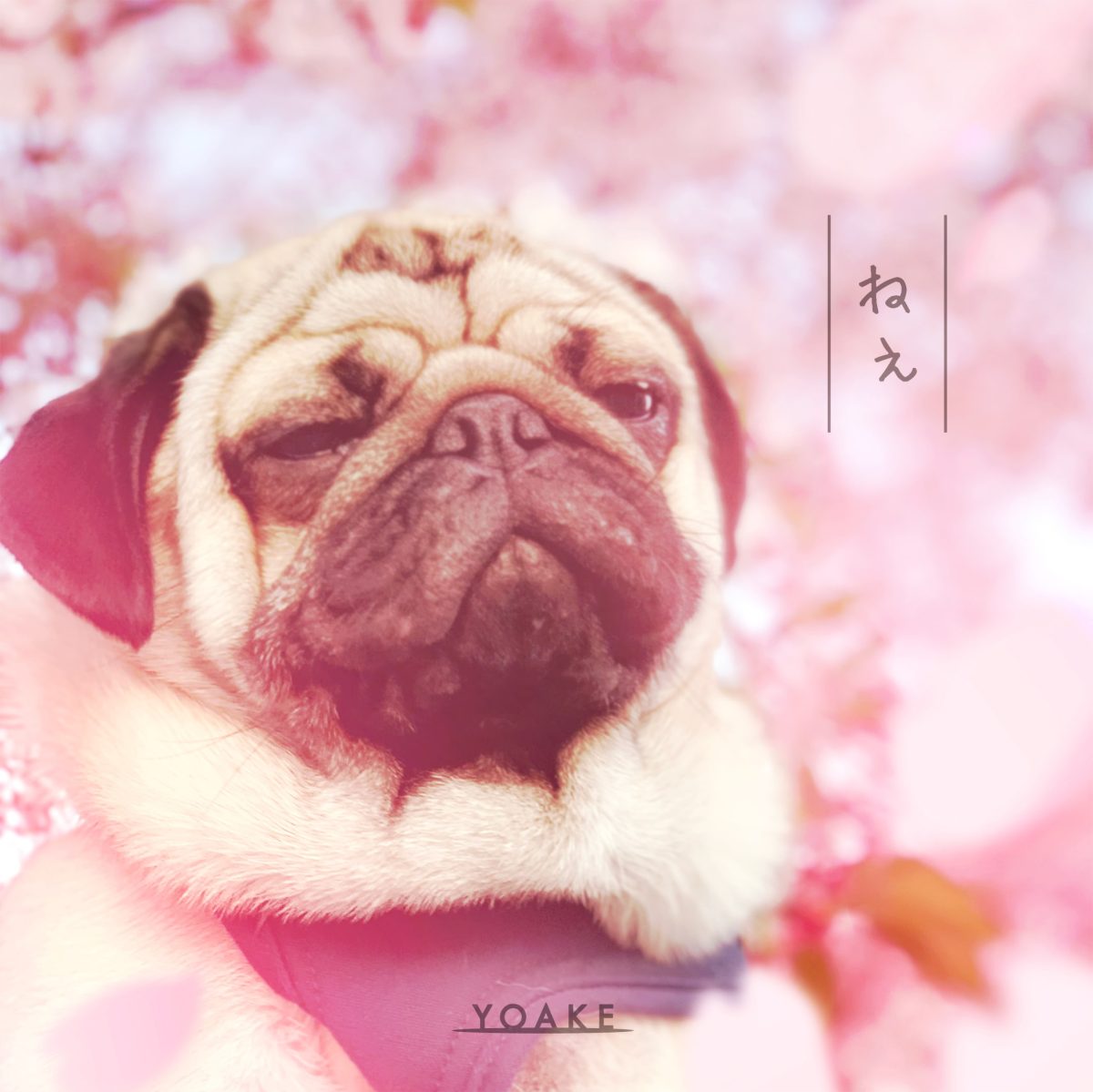 ねぇ、YOAKEって知ってる？ TikTokで広がる #ねぇチャレンジ 正体不明のアーティストYOAKE「ねぇ」配信ヒット中！！ - 日刊 ...